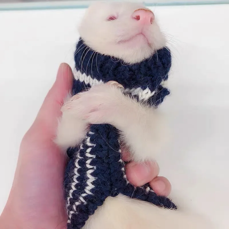 Ferrets Wearing Sweaters Meme