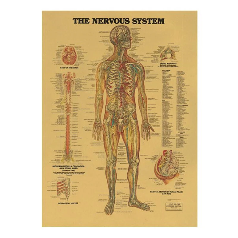 Vintage The Nervous System Medical Poster Room Decoration Stickers Wall ...
