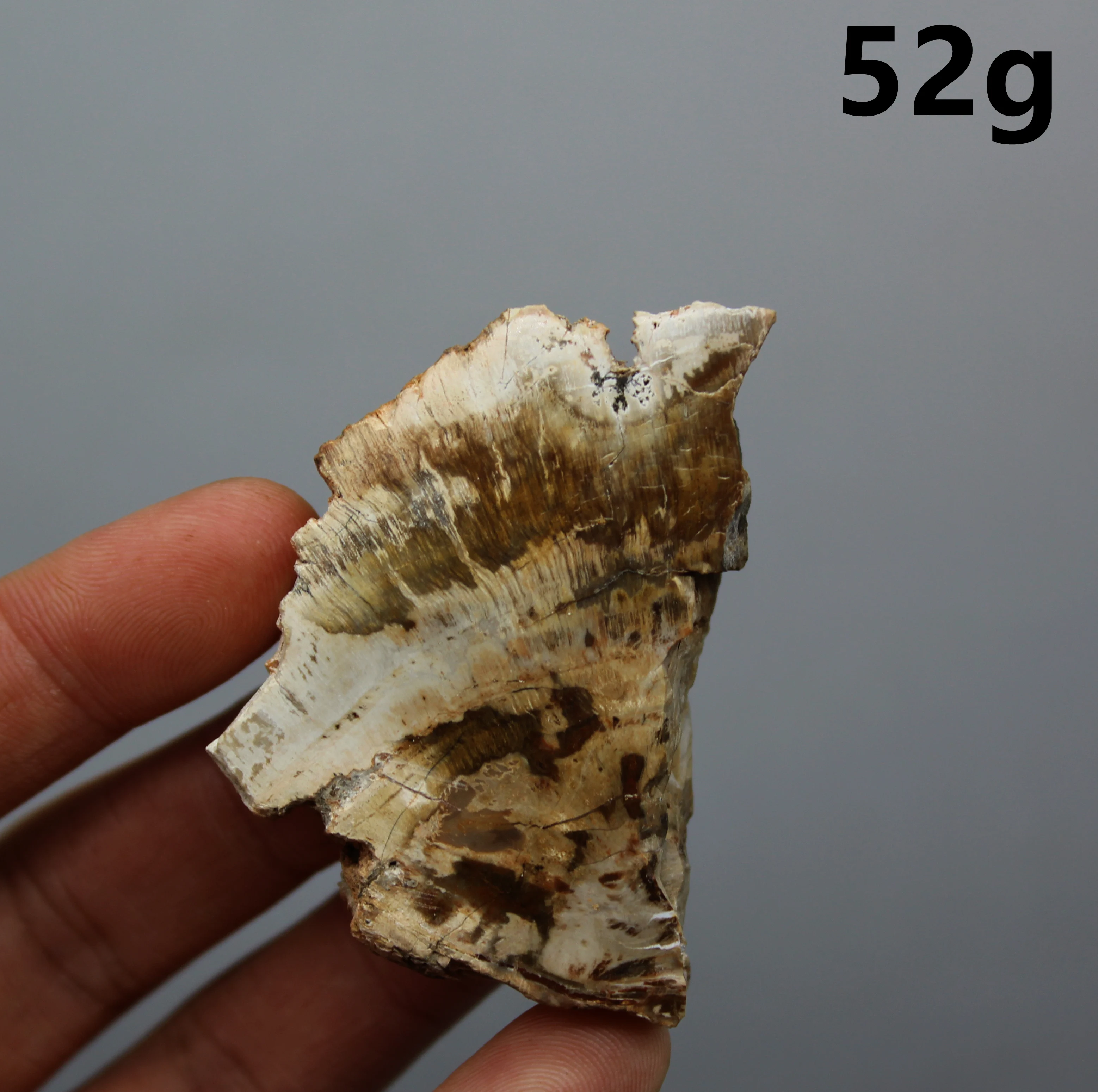 Big-100-Natural-Paleontological-Fossil-Tree-Fossil-Decoration ...