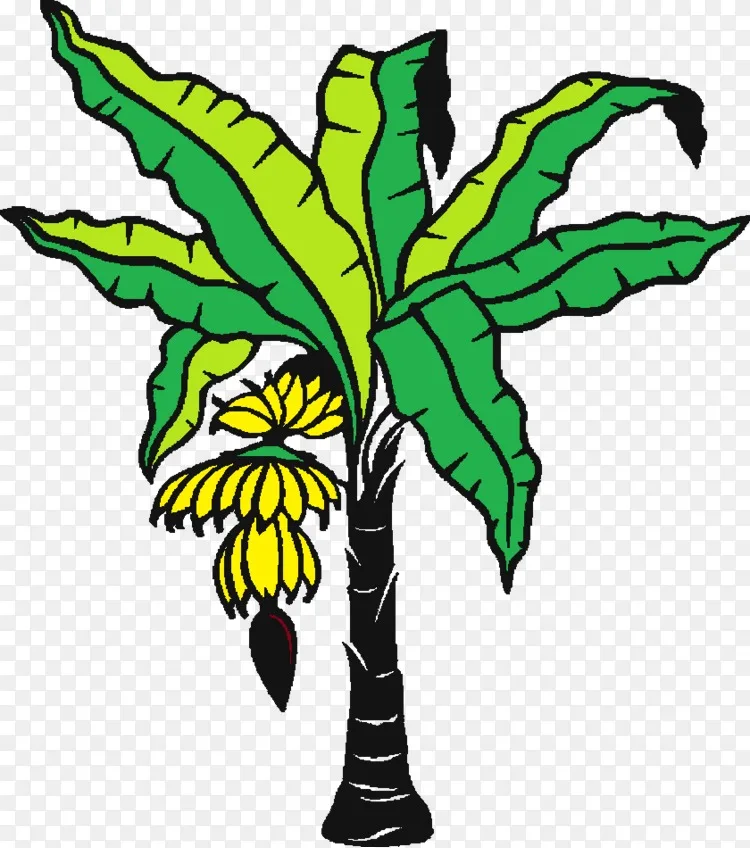 香蕉叶简笔画香蕉树 香蕉树简笔画 第3页 大山谷图库