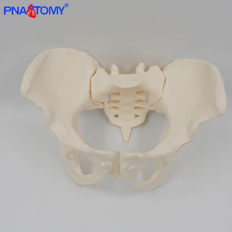 Modelo Anatómico Femenino De Pelvis, Sacro Y Pubis, Kit De