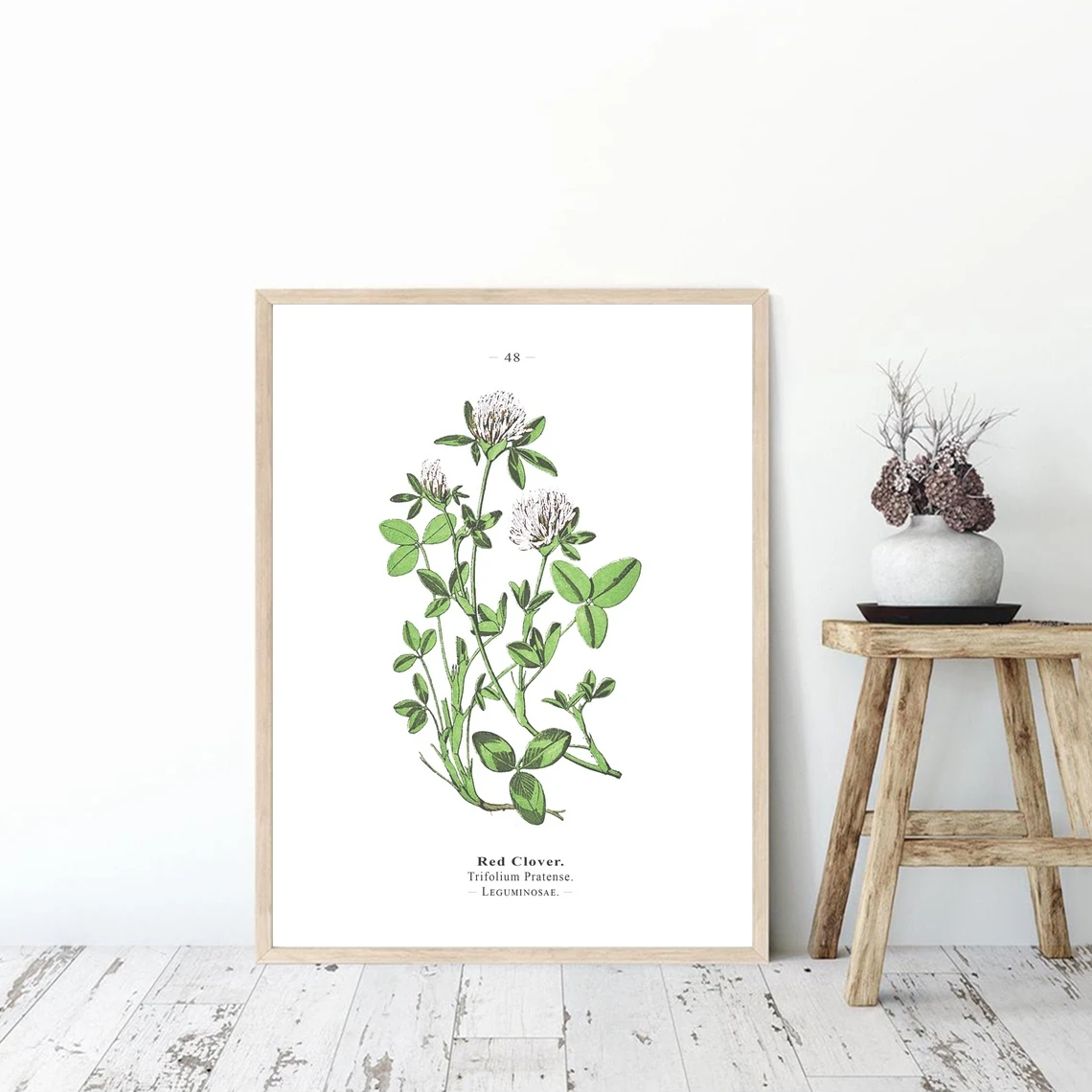 Floral Scientific Illustration