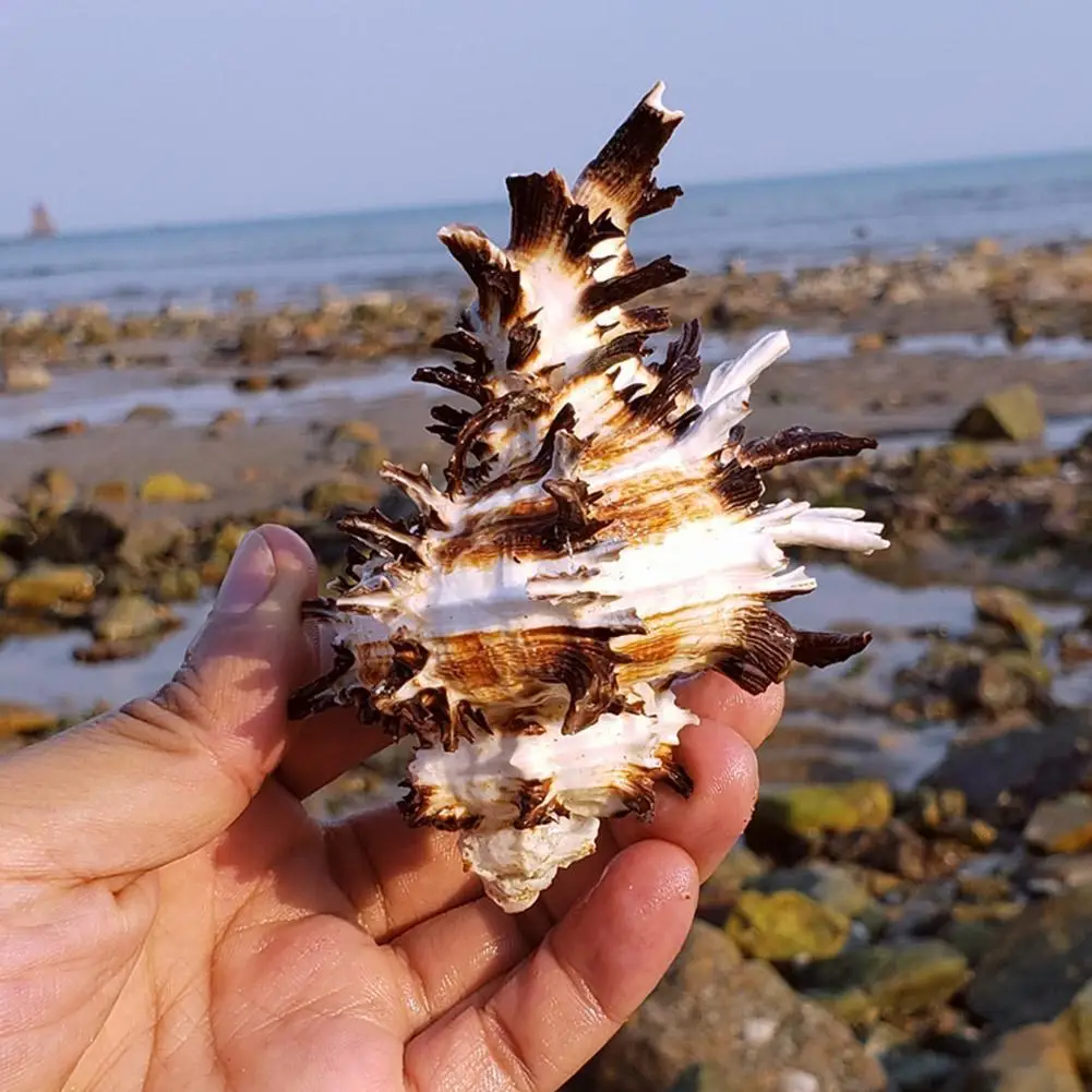 1PCS-Natural-Conch-Shell-Conch-Home-Decoration-Conch-Hermit-Crab-Shell ...