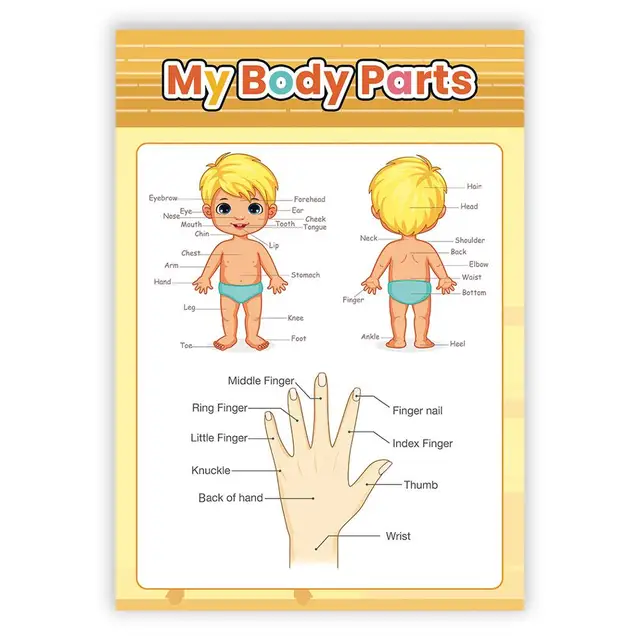 Parts Of The Body In Spanish And English