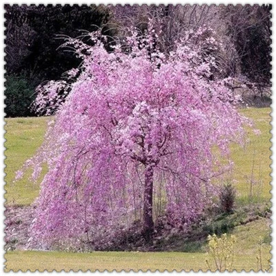 Prunus Serrulata Bonsai