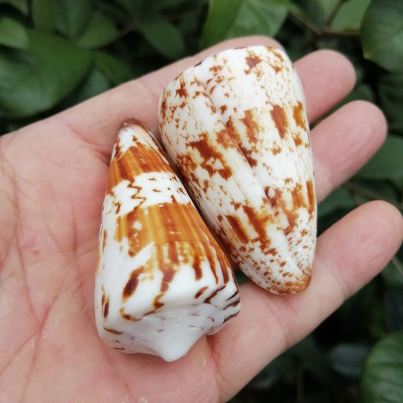 Concha de mar Natural para decoración del hogar, conchas de playa ...