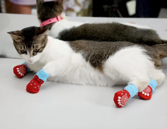 Cats Wearing Shoes