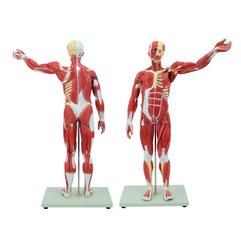 Muscle Models Anatomy