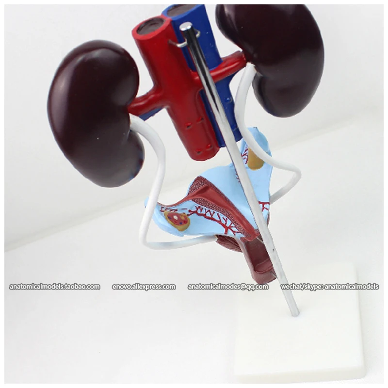 12424-Female-Urogenital-System-Genitourinary-Model-CMAM-Genitourinary ...