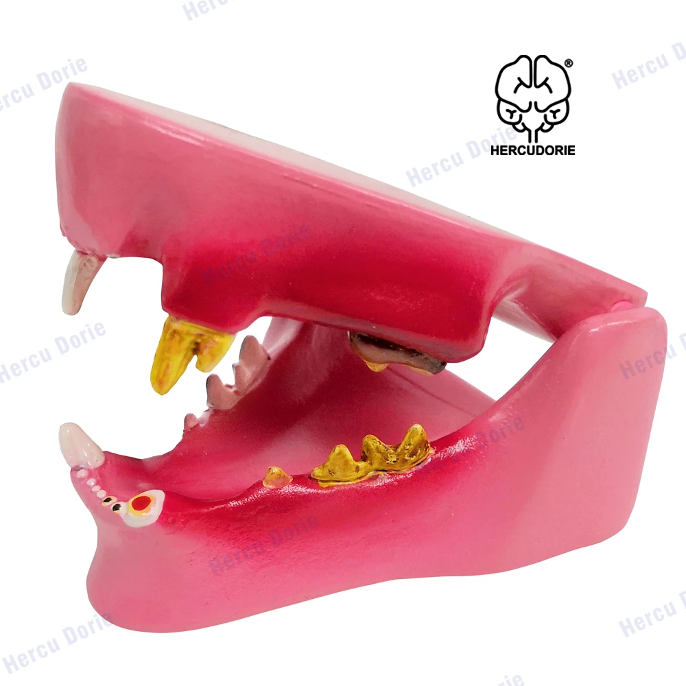 Modelo-de-diente-de-gato-Patolog-a-oral-cavidad-oral-decaimiento-de ...