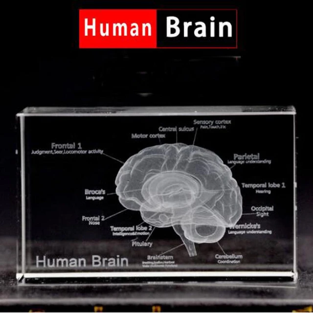 Cool Human Brain