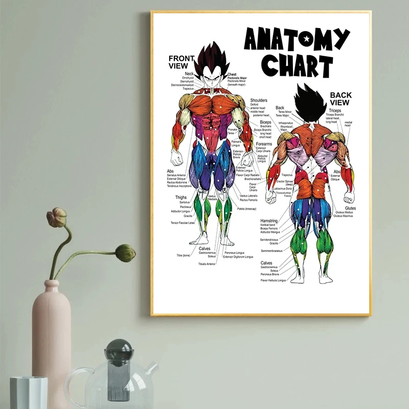Human Anatomy Muscle System Poster | Canvas Human Anatomy Muscle System ...