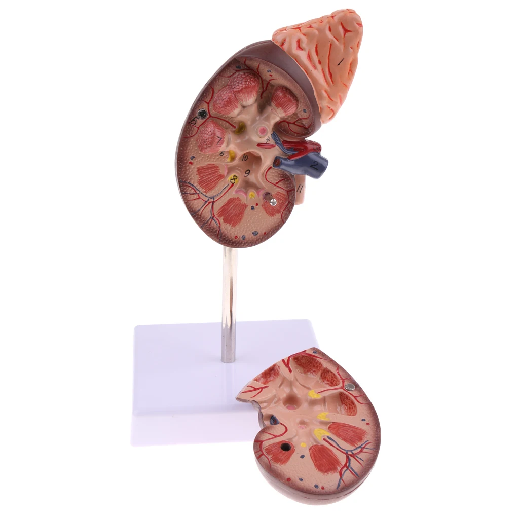 Human Kidney Model