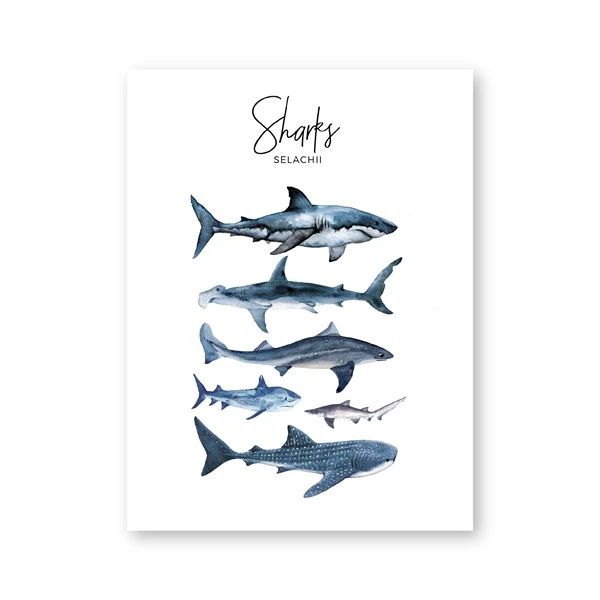 Shark Posters For Kids