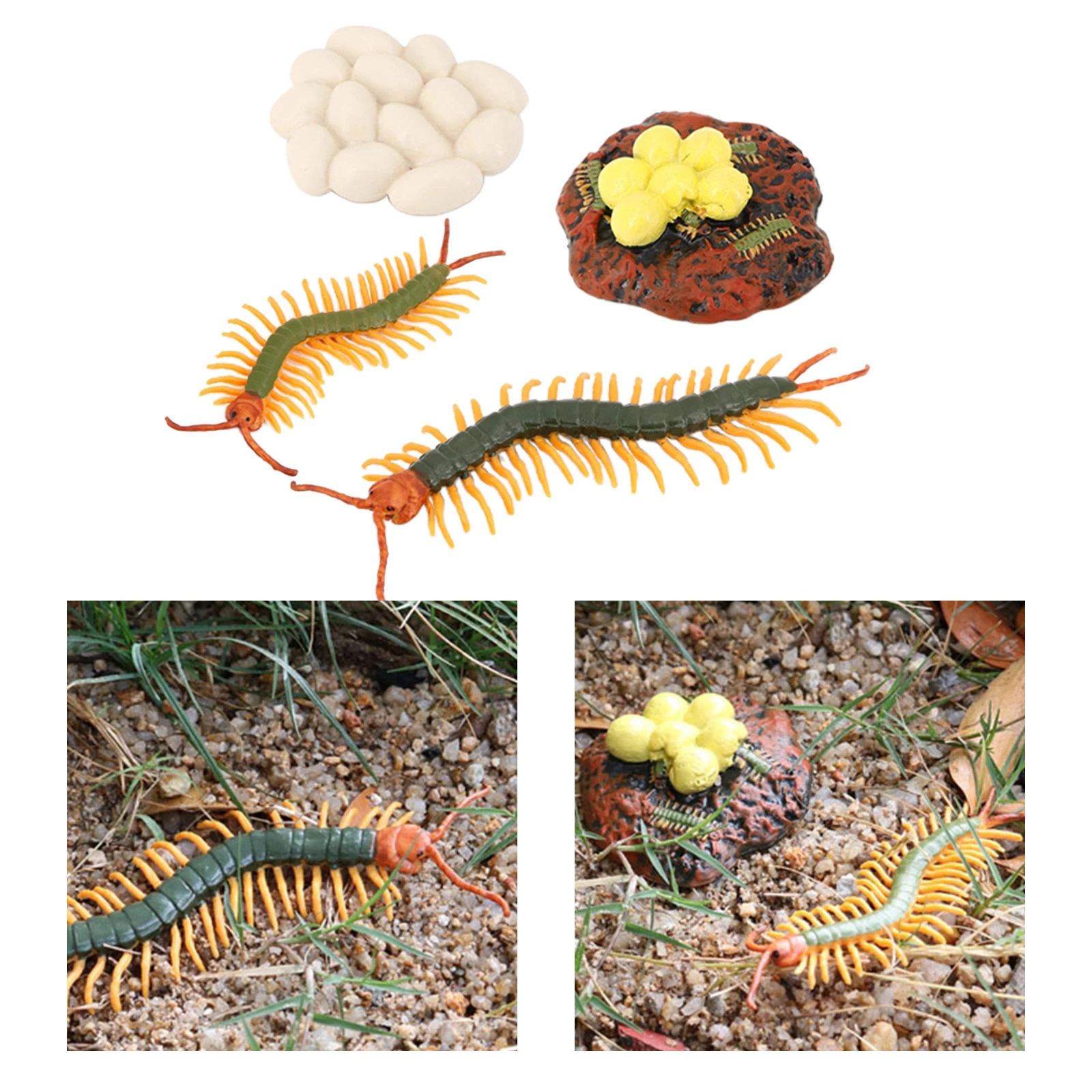 Centipede Life Cycle
