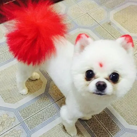 How Do You Bleach A Dogs Hair