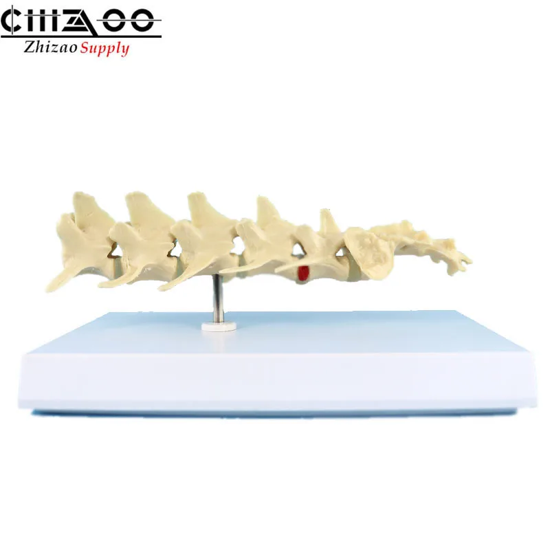 Esqueleto canino para perros, vértebra Lumbar, columna vertebral ...