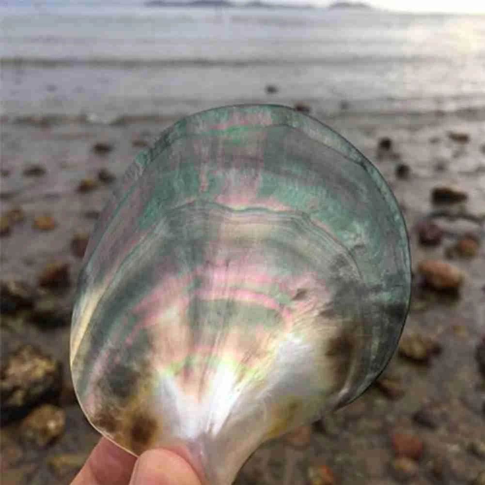 Natural Black Butterfly Shell Conch Shell Fish Tank Landscaping Home ...