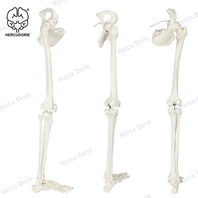 Human Leg Joints