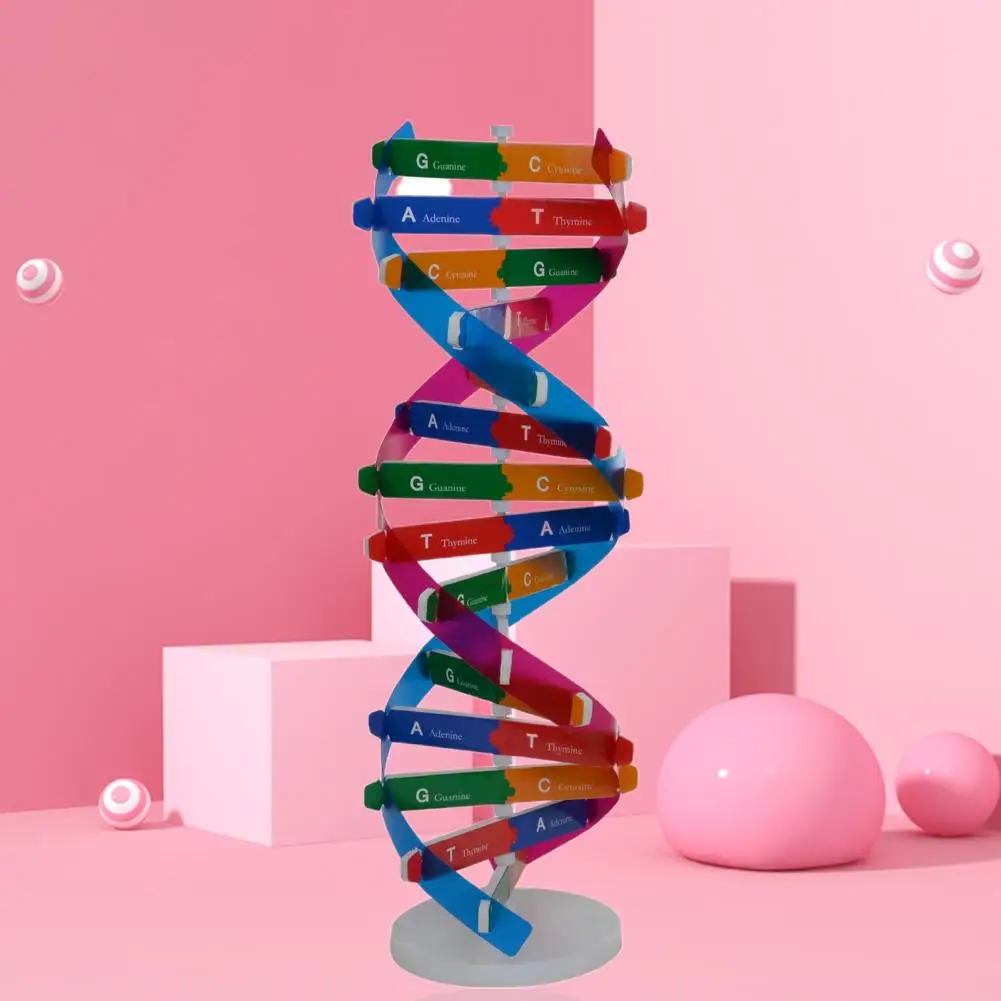 How To Make A Simple Dna Model For Kids