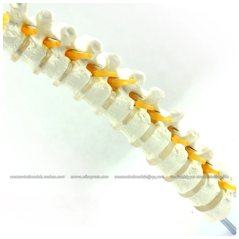 12390 / Human Thoracic Model Vertebral Column Skeleton Model, Medical ...