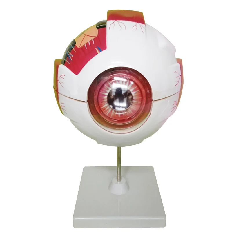 Human Eyeball Model Eye Magnification Model Eye Anatomy Model School ...