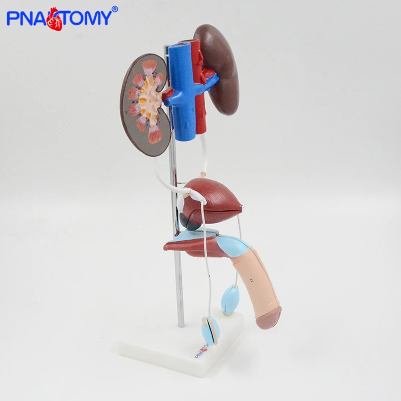 Male Urinary System Model