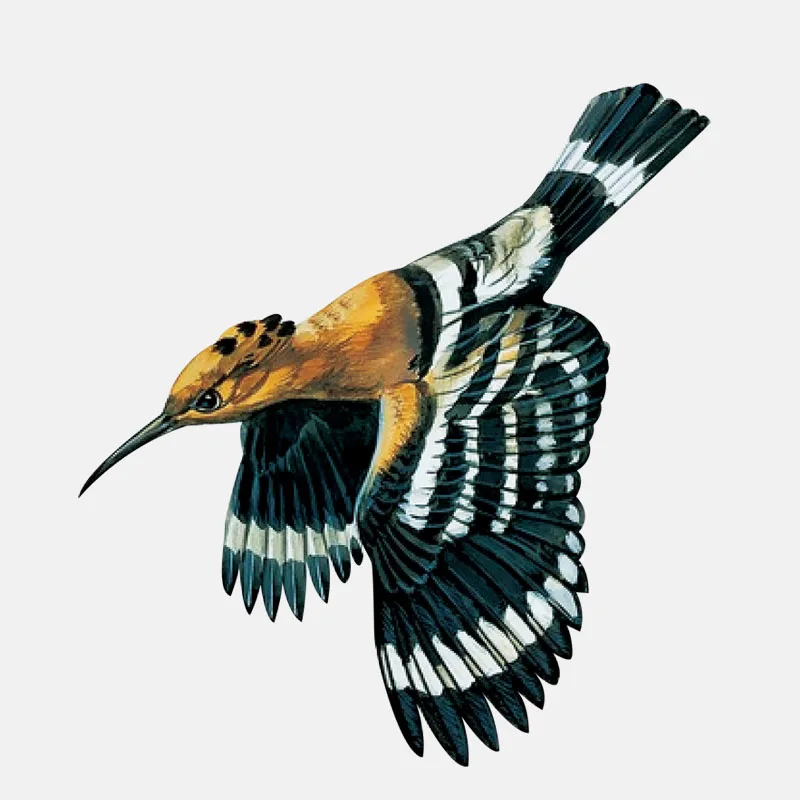 Hoopoe Flying