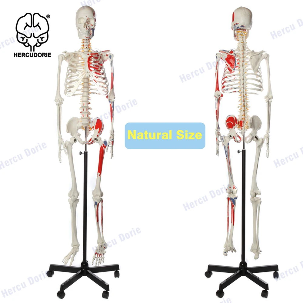 Ya-am-boyu-anatomik-insan-iskelet-modeli-kas-boyal-numaral-170cm-sinir ...