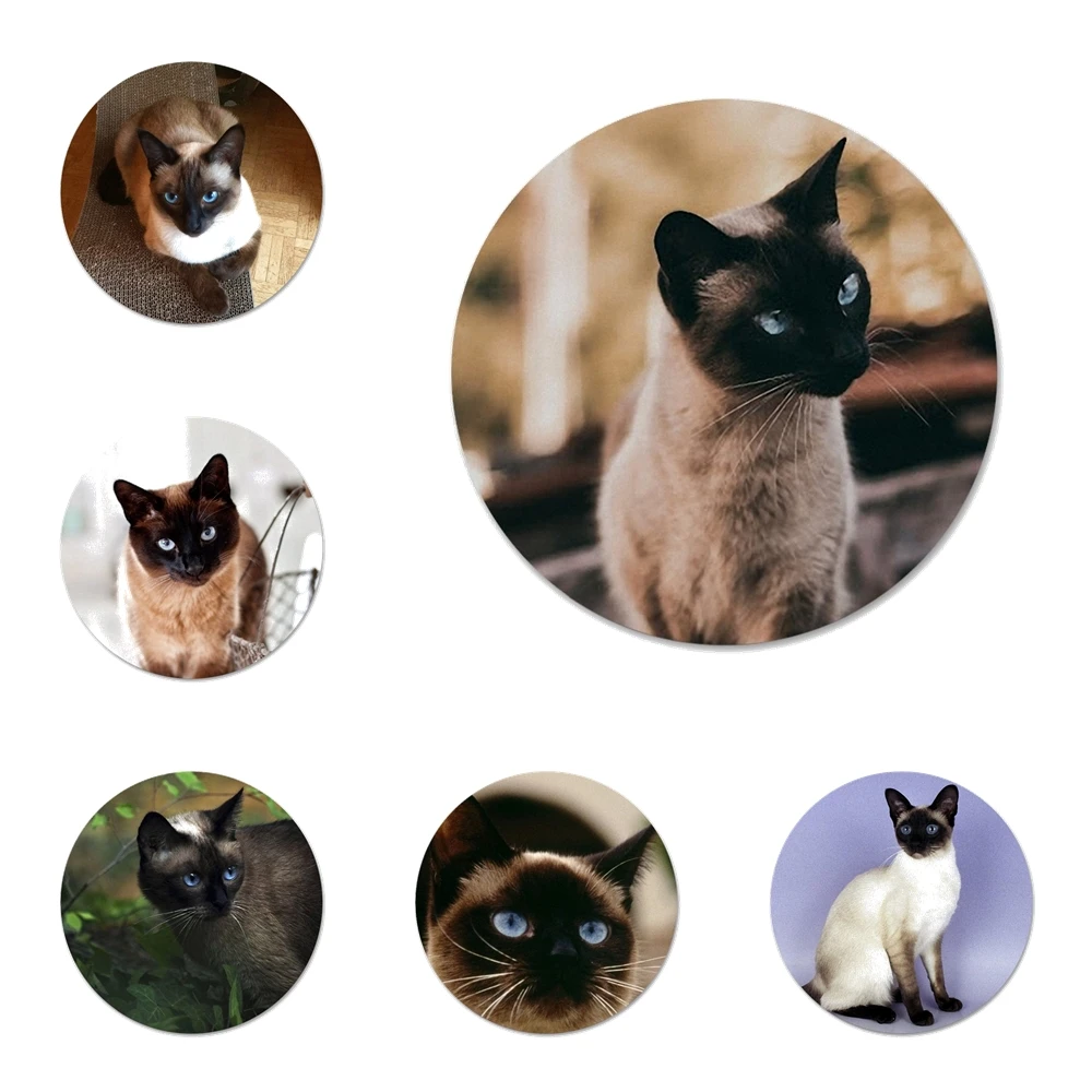 Traditional Siamese Cat