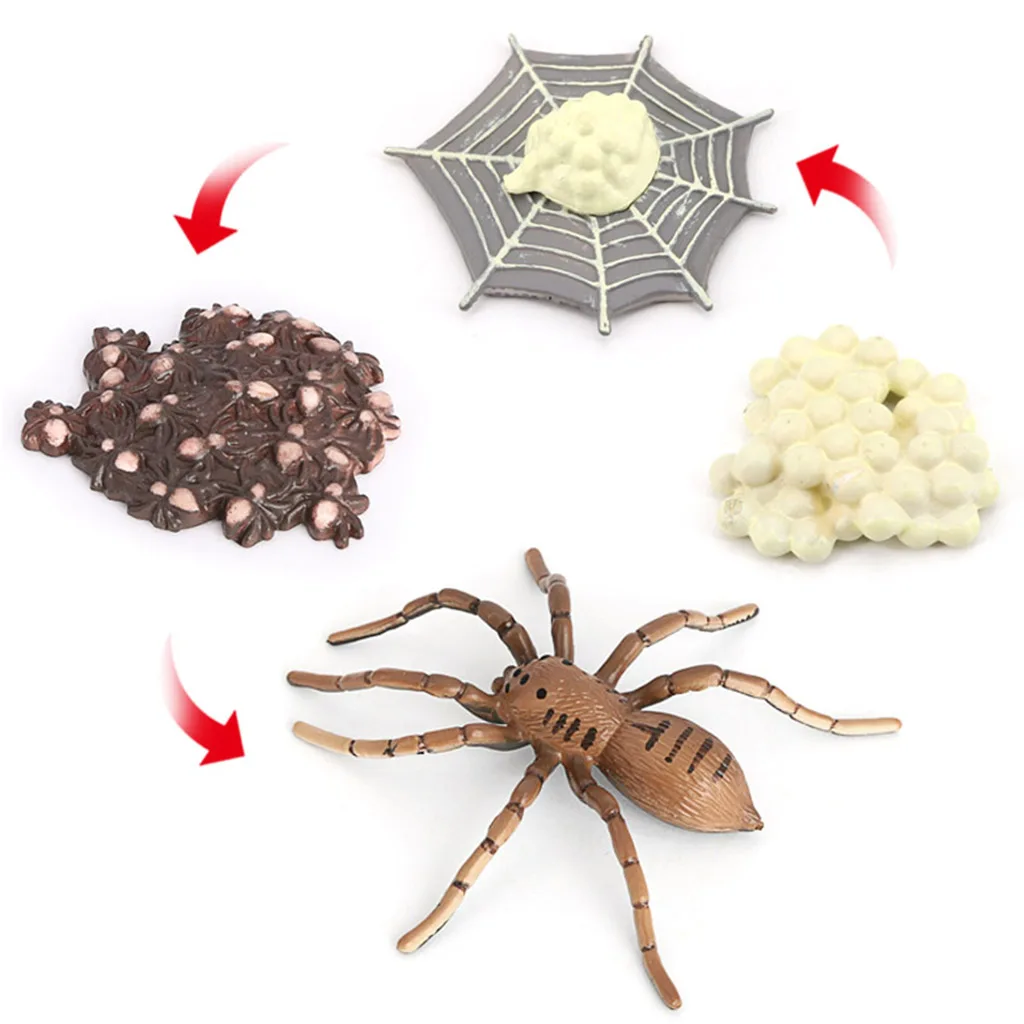 Life Cycle Of A Spider For Kids