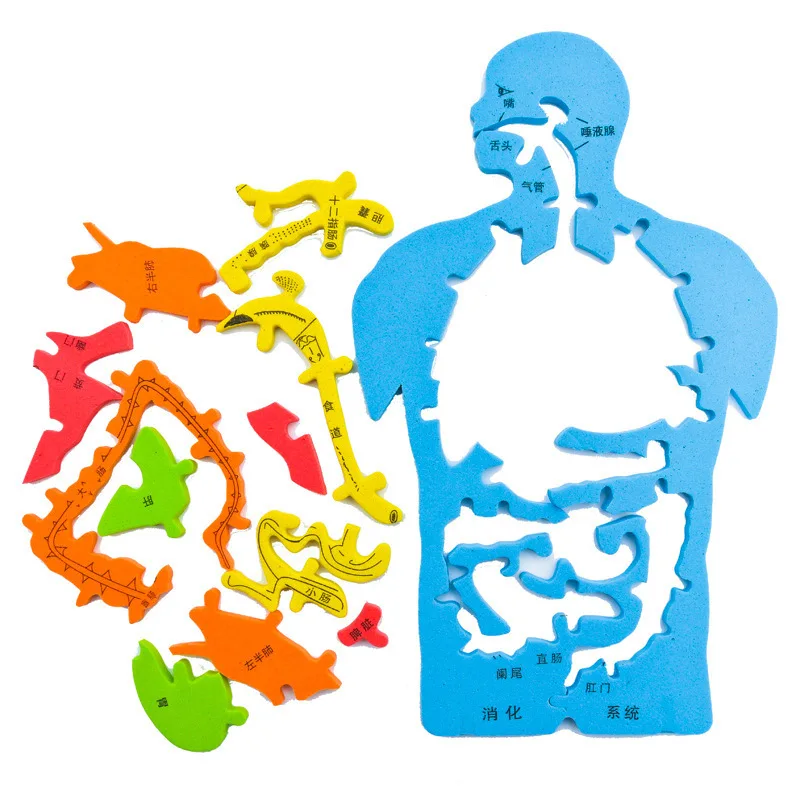 Homemade Digestive System Model