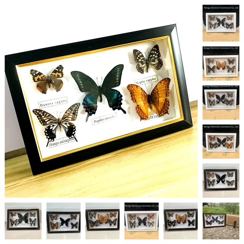 Beautiful Butterfly Real Specimen Educational Material Collection ...