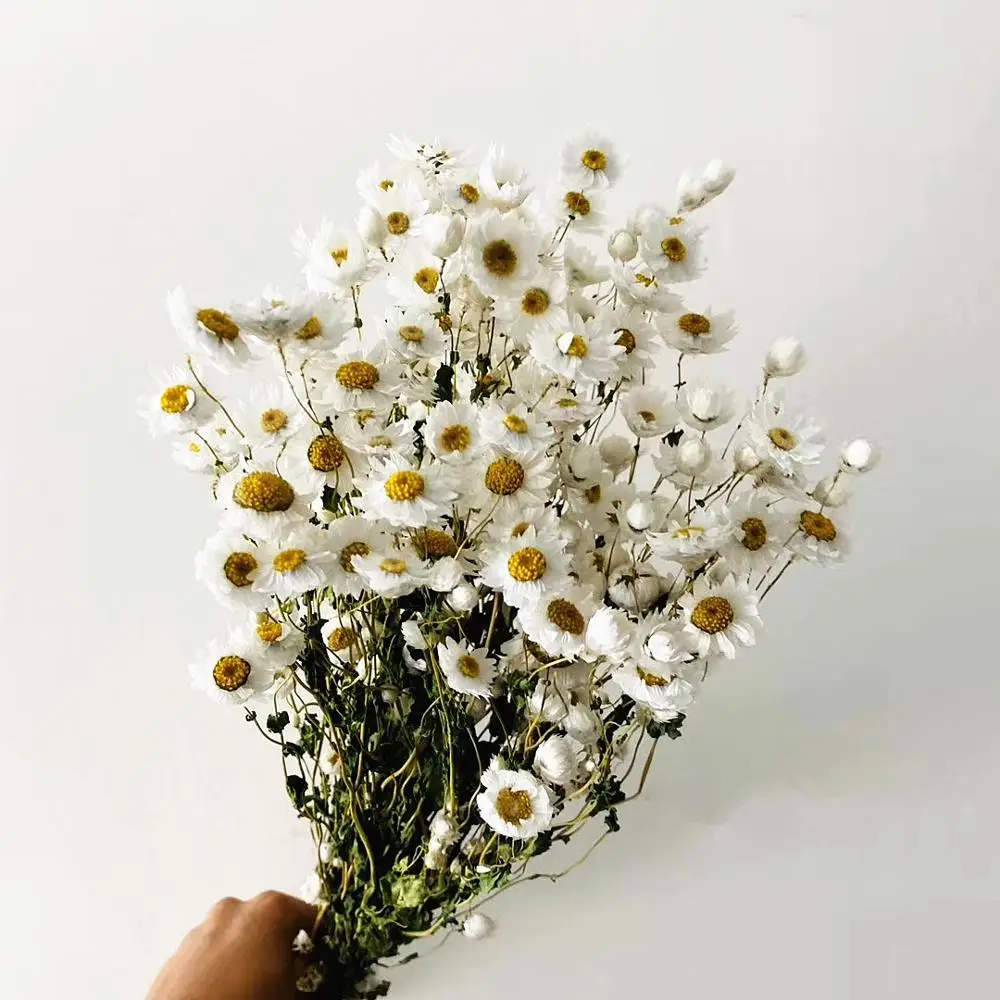 1-2-5cm-30g-Natural-Real-Dried-Rhodas-flower-Bouquet-Eternal-Mini-Daisy ...