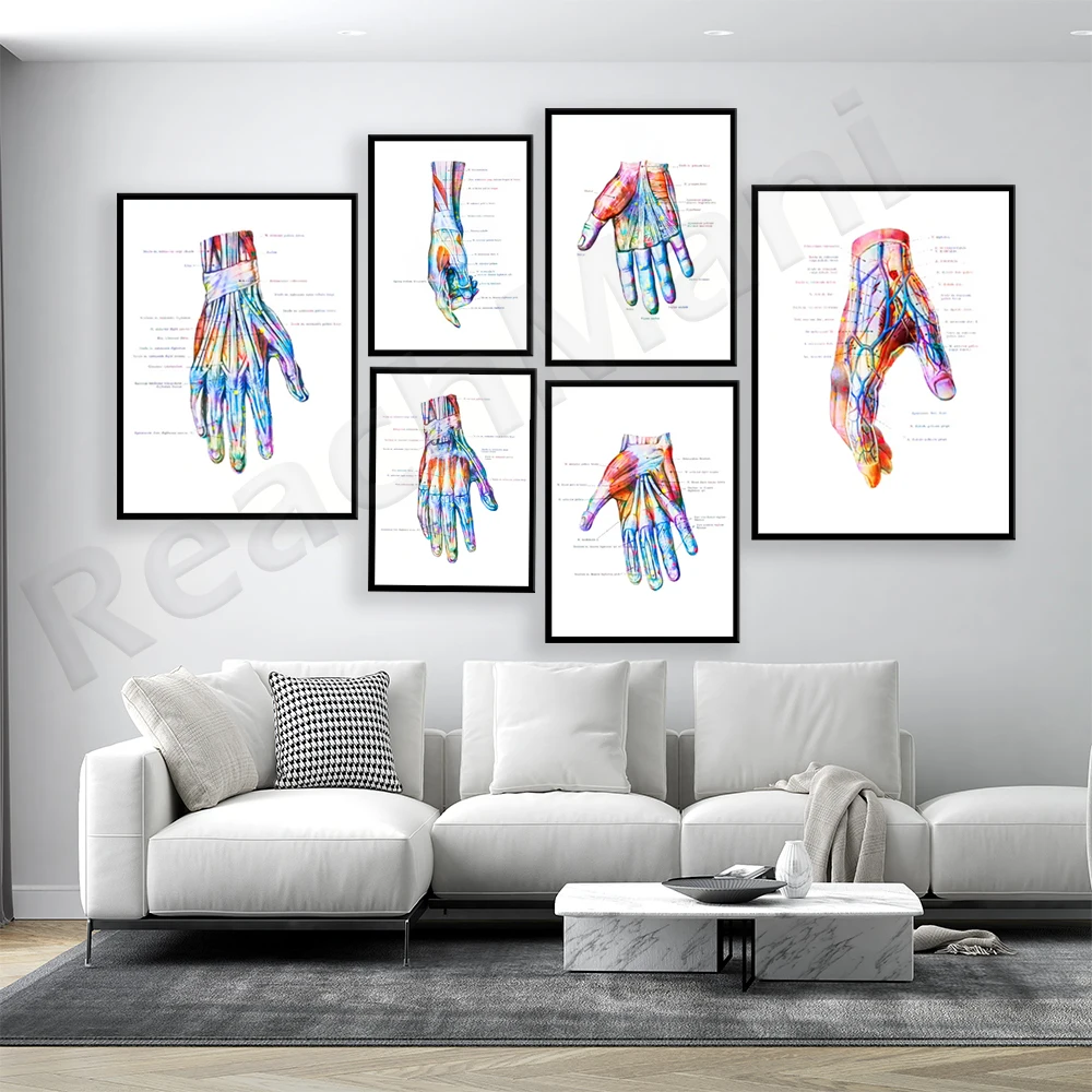 Hand-Anatomy-Wrist-Muscles-and-Ligaments-Print-Chiropractor-Hand ...