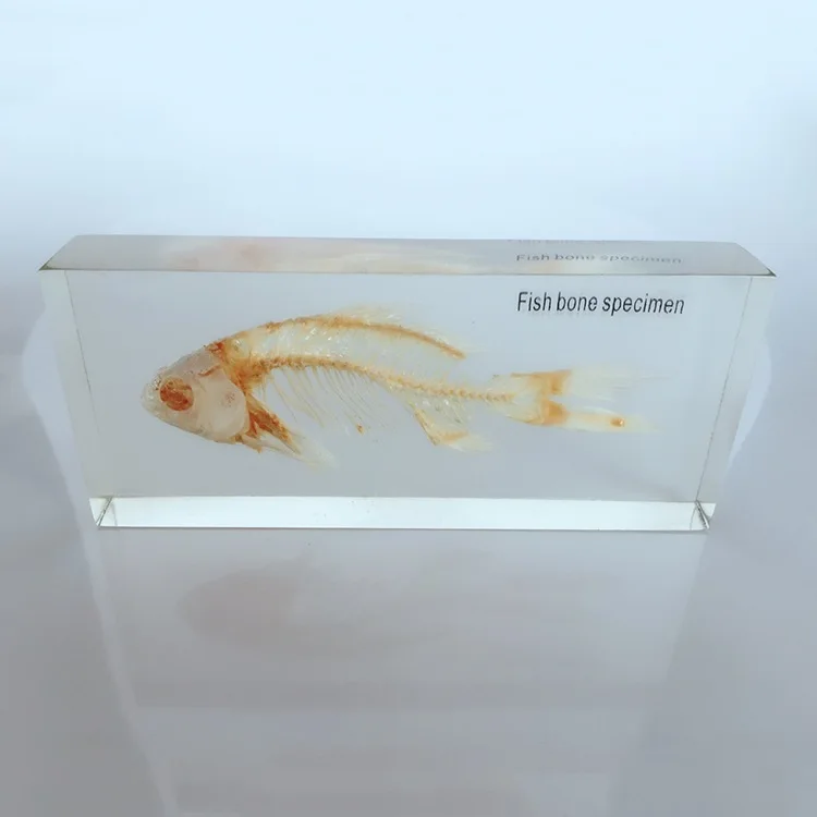 Fish-Skeleton-Embedded-Specimen-Transparent-Resin-Real-Fish-Bones ...