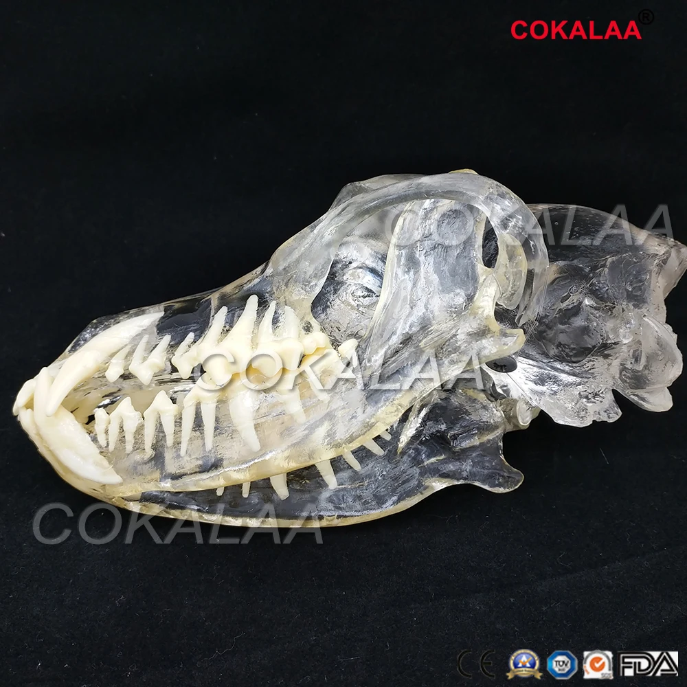 Dog Dentition Model Transparent Resin stereoscopic Dog Dentition Model ...