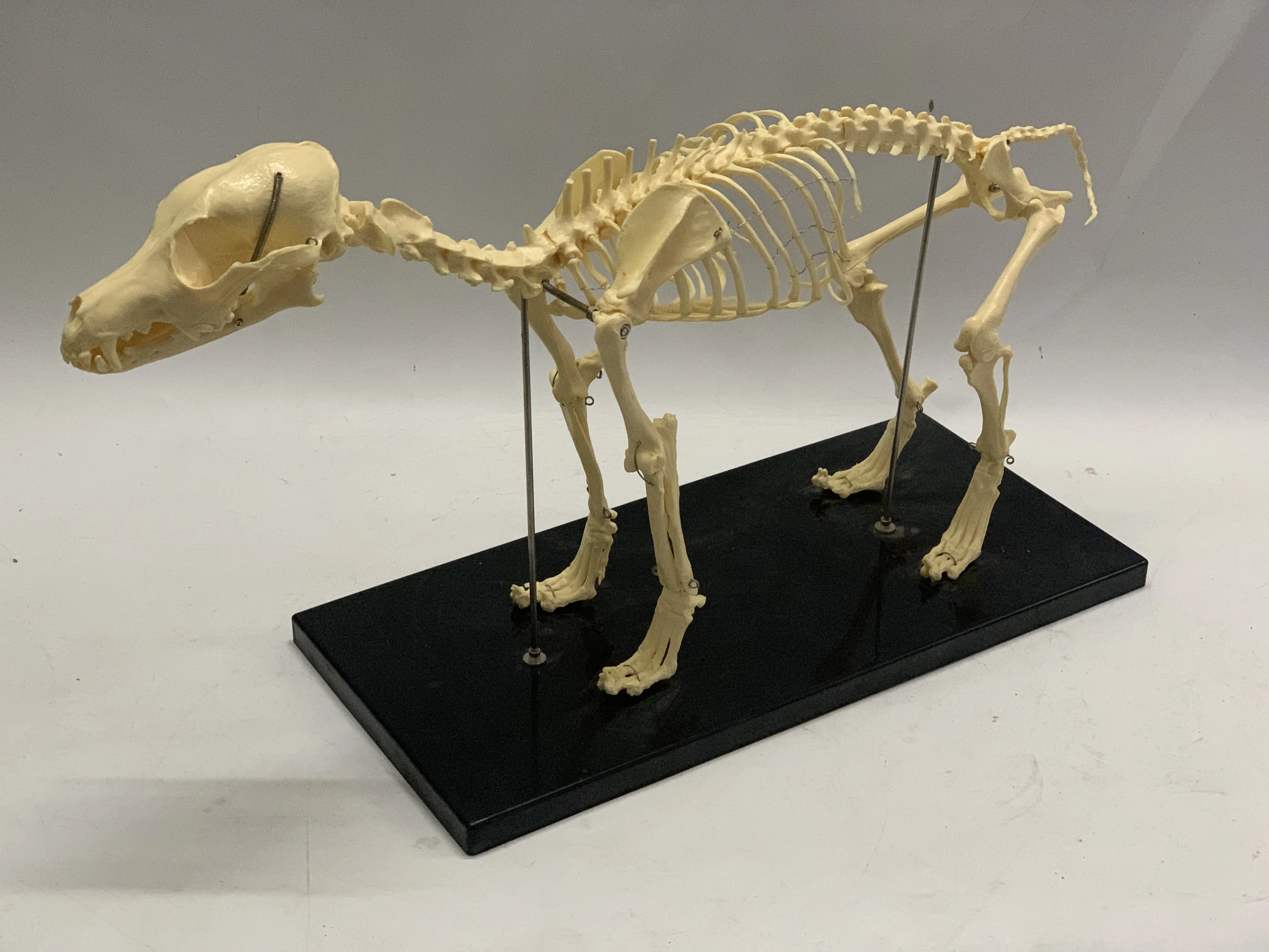 Small Animal Skeletons