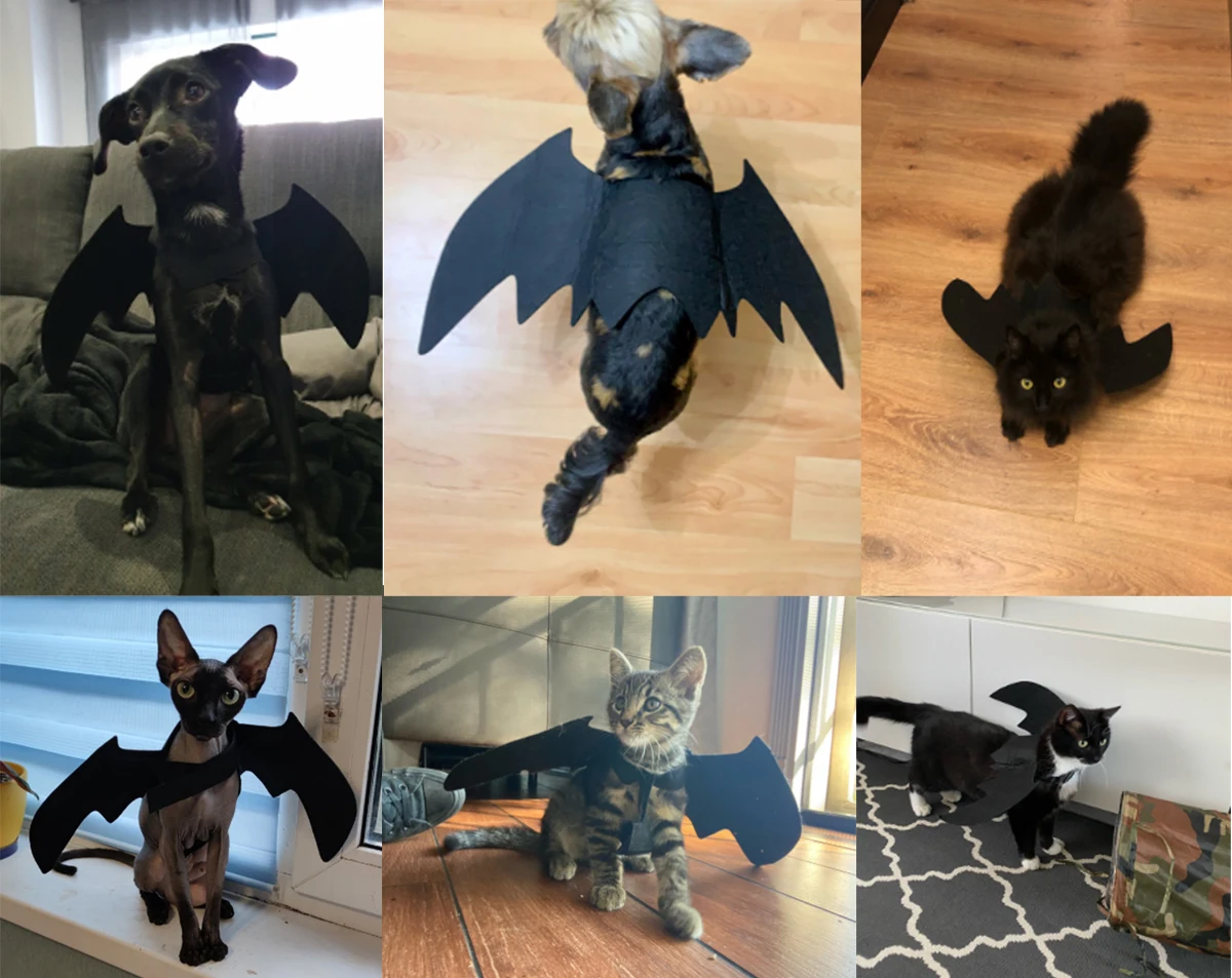 Bat Wings For Dogs