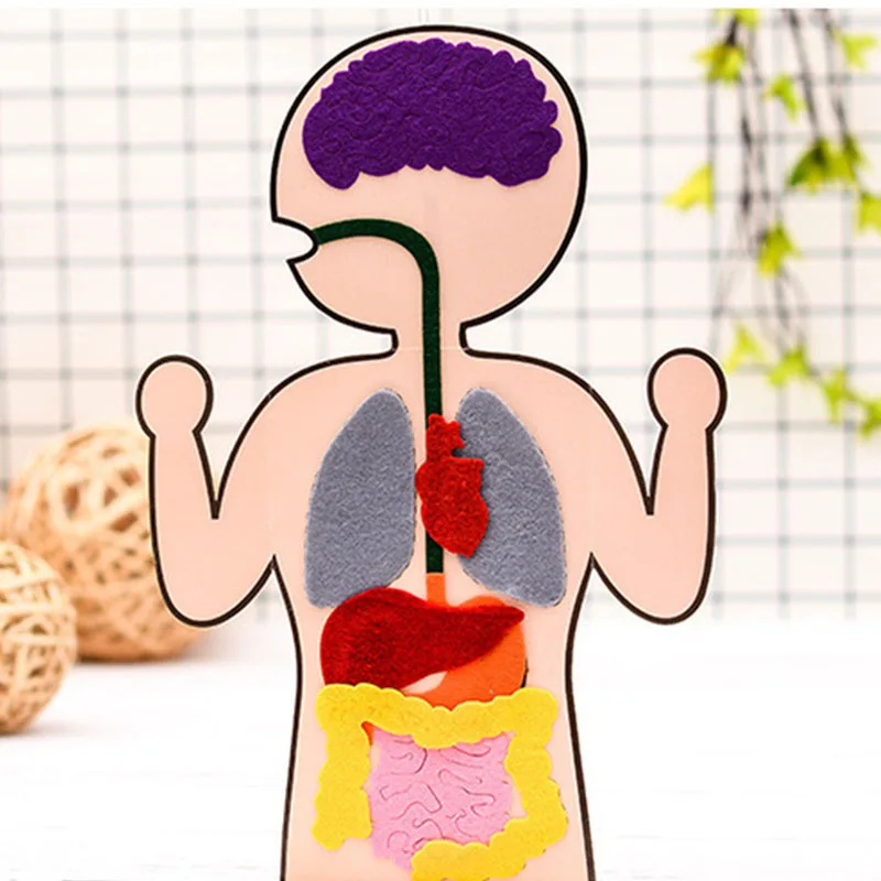 Human Body Organs Clipart