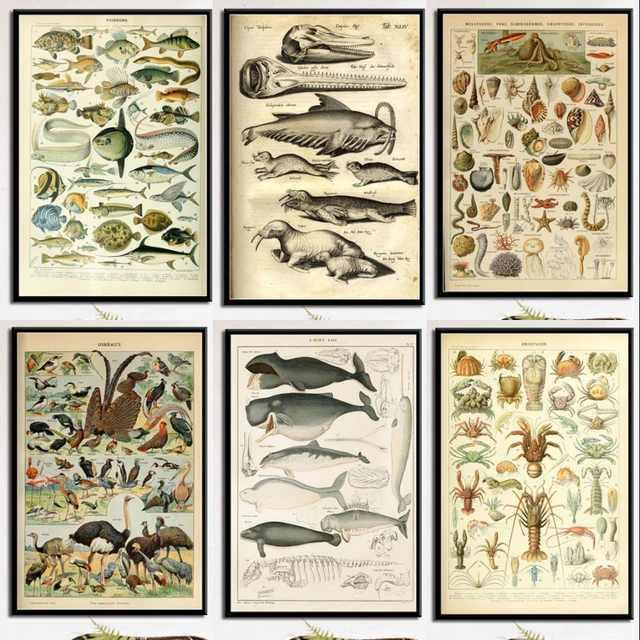 Ocean Sea Creatures Posters
