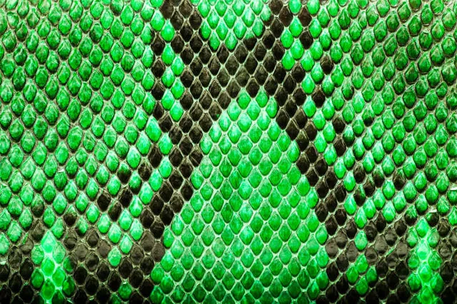 Green Snake Skin Wallpaper