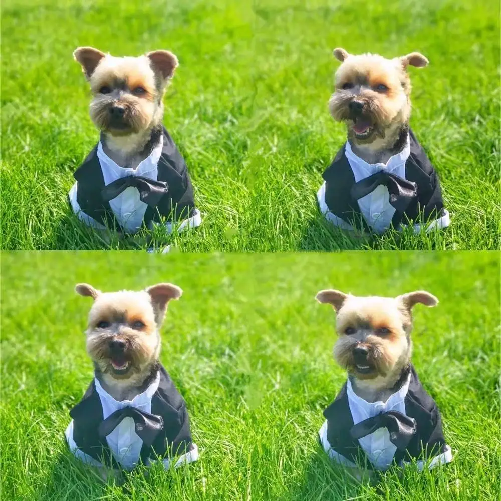 Dog Tuxedo Yorkie