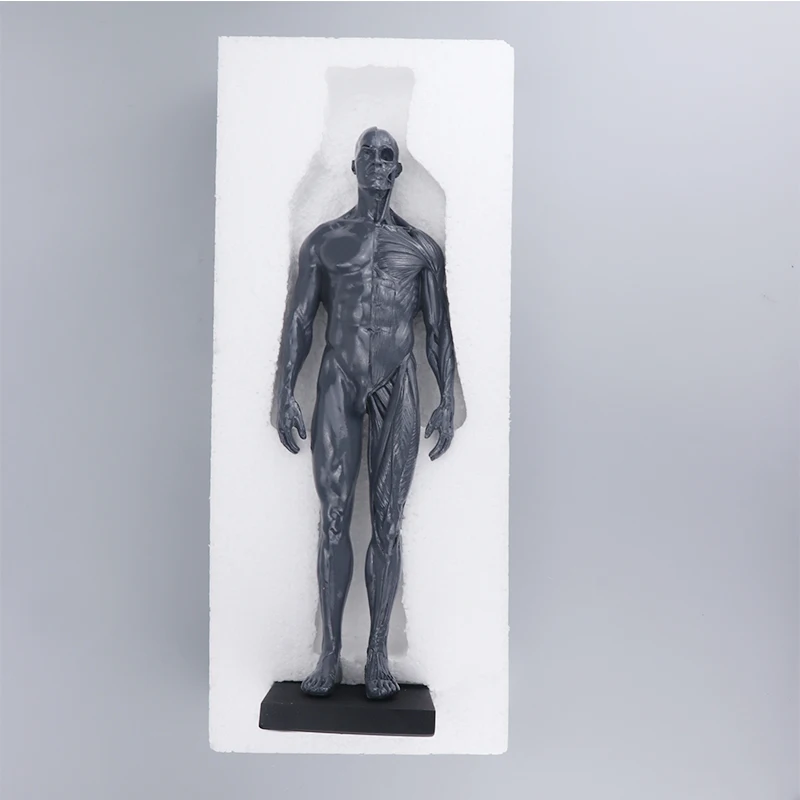 Human Skeleton Drawing Reference