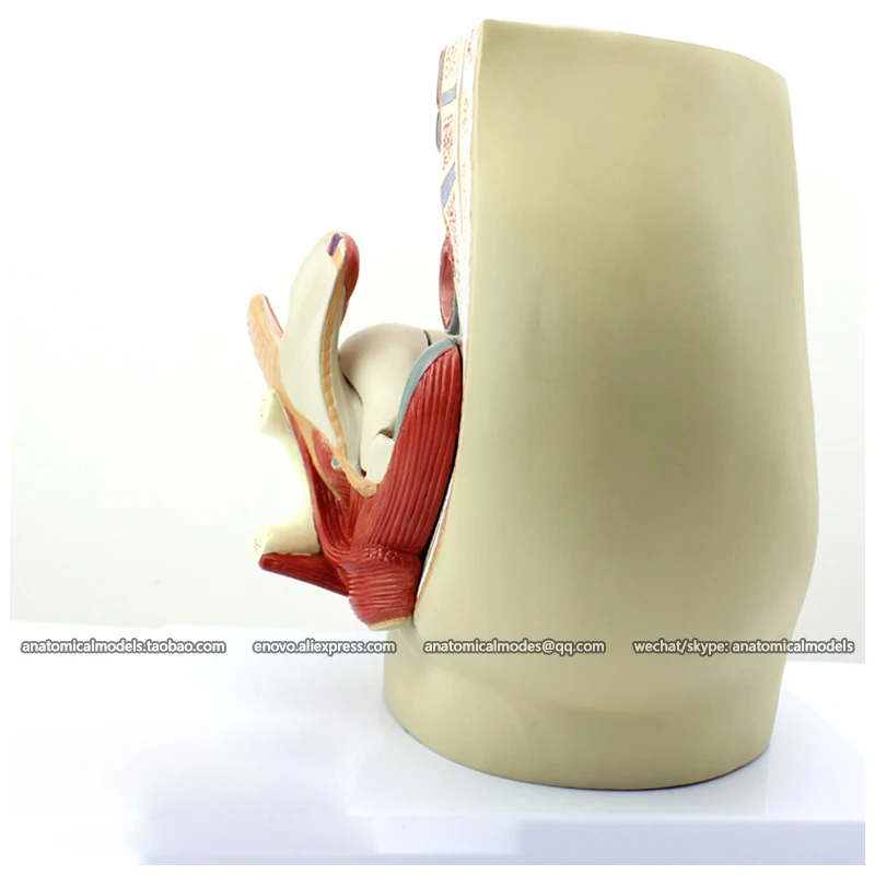 12440 Life Size Female Pelvis Median Sagittal Section Model Medical