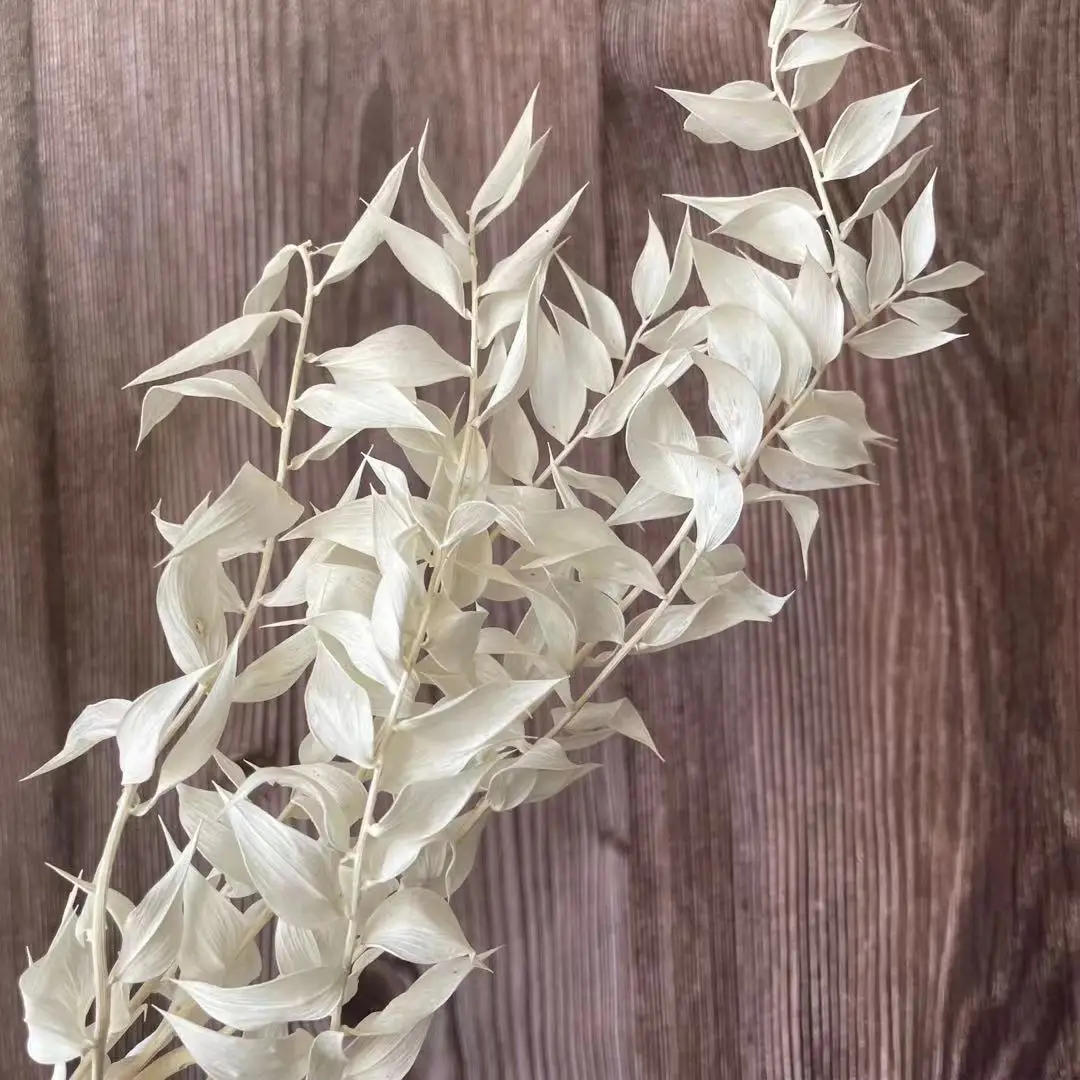 30g-35-45CM-Decorative-Dried-Natural-Ruscus-Leaves-Branch-Real-Dry-Rich ...
