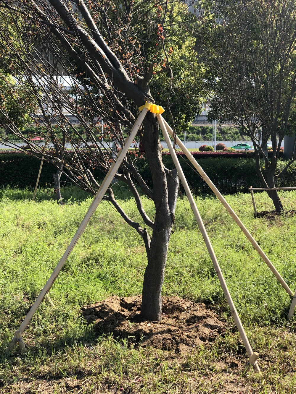 Tuteur - lien - attache,Trépied de fixation coupe-vent pour arbre de paysage,Support pratique ...