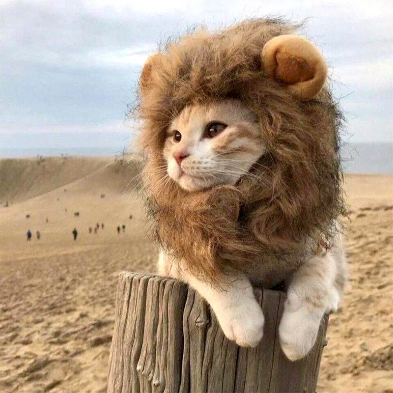 Cute Lion Mane Cat Wig Pet Small Dog Cats Costume Lion Mane Wig Cap Hat ...