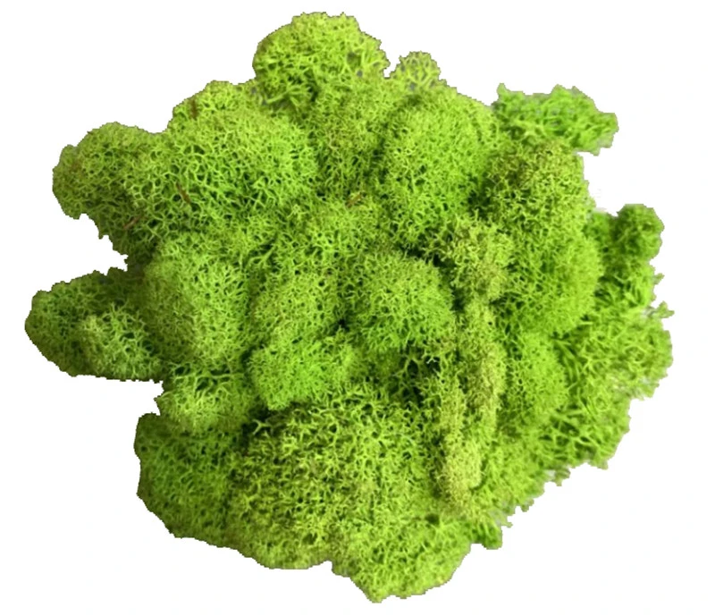 Micro Landscape Artificial Moss | Home Decor Wall Plants Moss | Moss ...