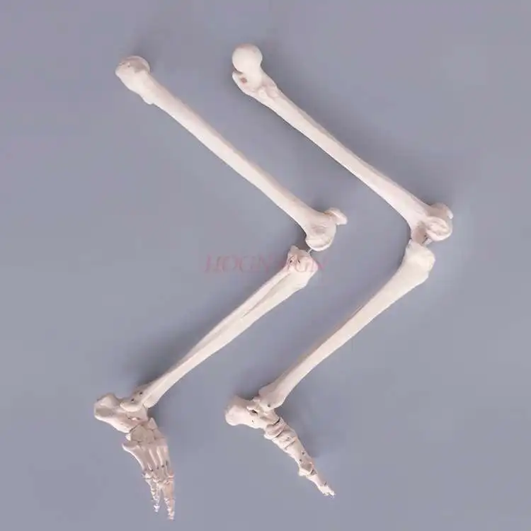 Leg bone model lower extremity bone human lower extremity joint femur ...